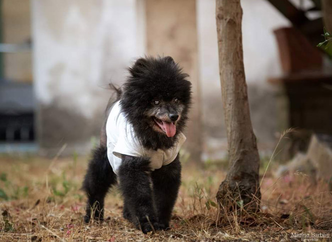 24 anni e non sentirli, a Firenze torna Cicci il cane più anziano del ...