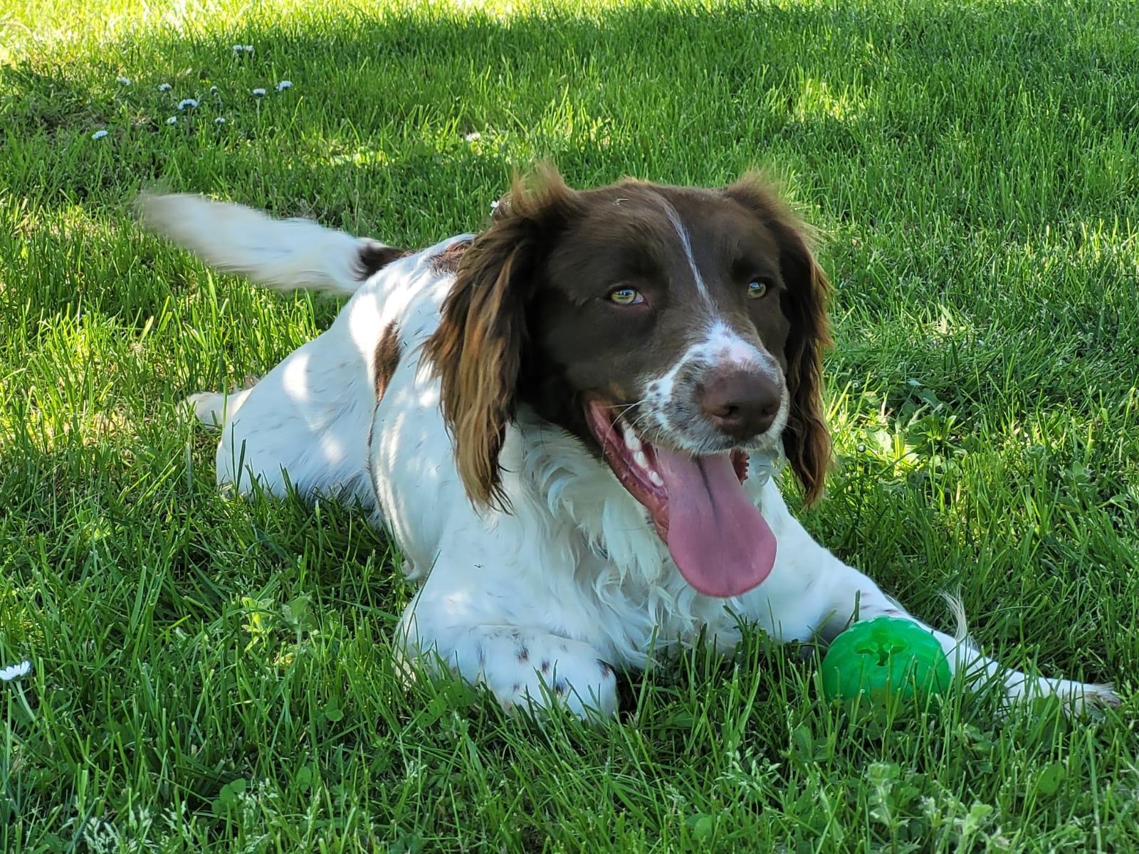 Viola e Sirio ancora alla ribalta: stavolta "fiutano" oltre 40 grammi di droga - La Martinella ...